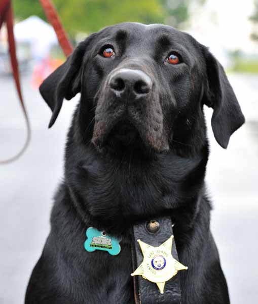 Animal Warden Services - SDK Environmental
